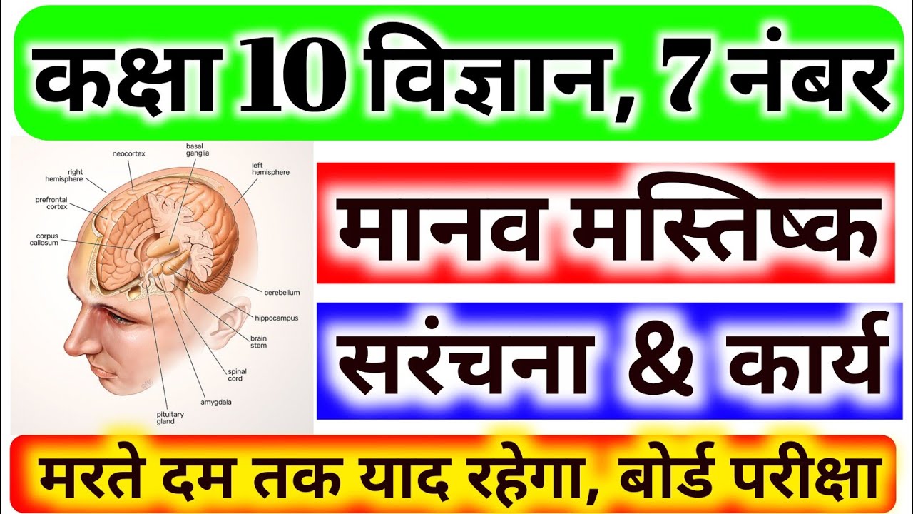 मानव मस्तिष्क: सरंचना तथा कार्य | Human Brain: Structure and Function ...
