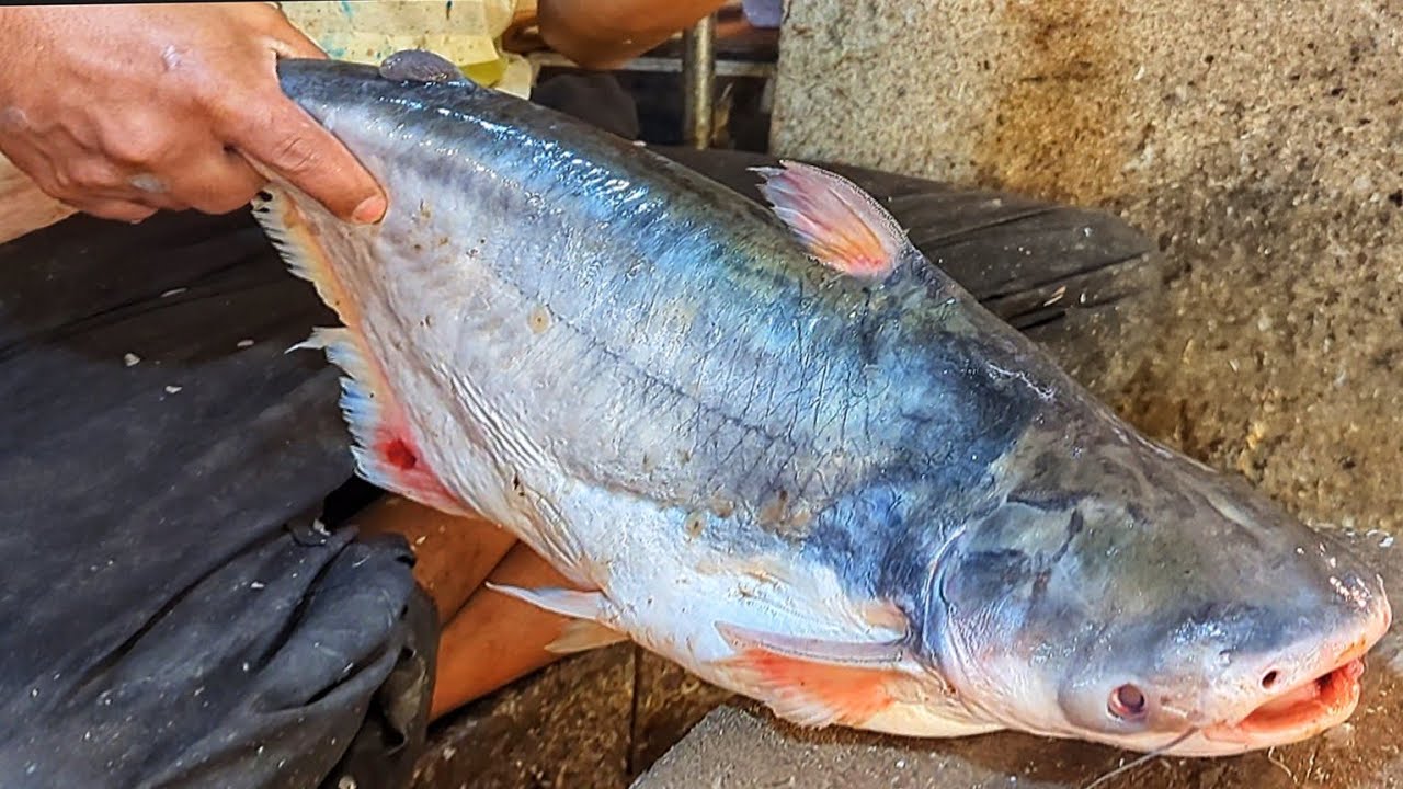 Amazing Big Pangas Of Ocean Fish Cutting Skills Live In Fish Market ...