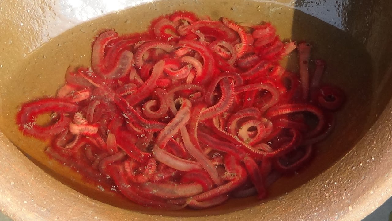 How to Catch Blood Worm in Back Water - YouTube
