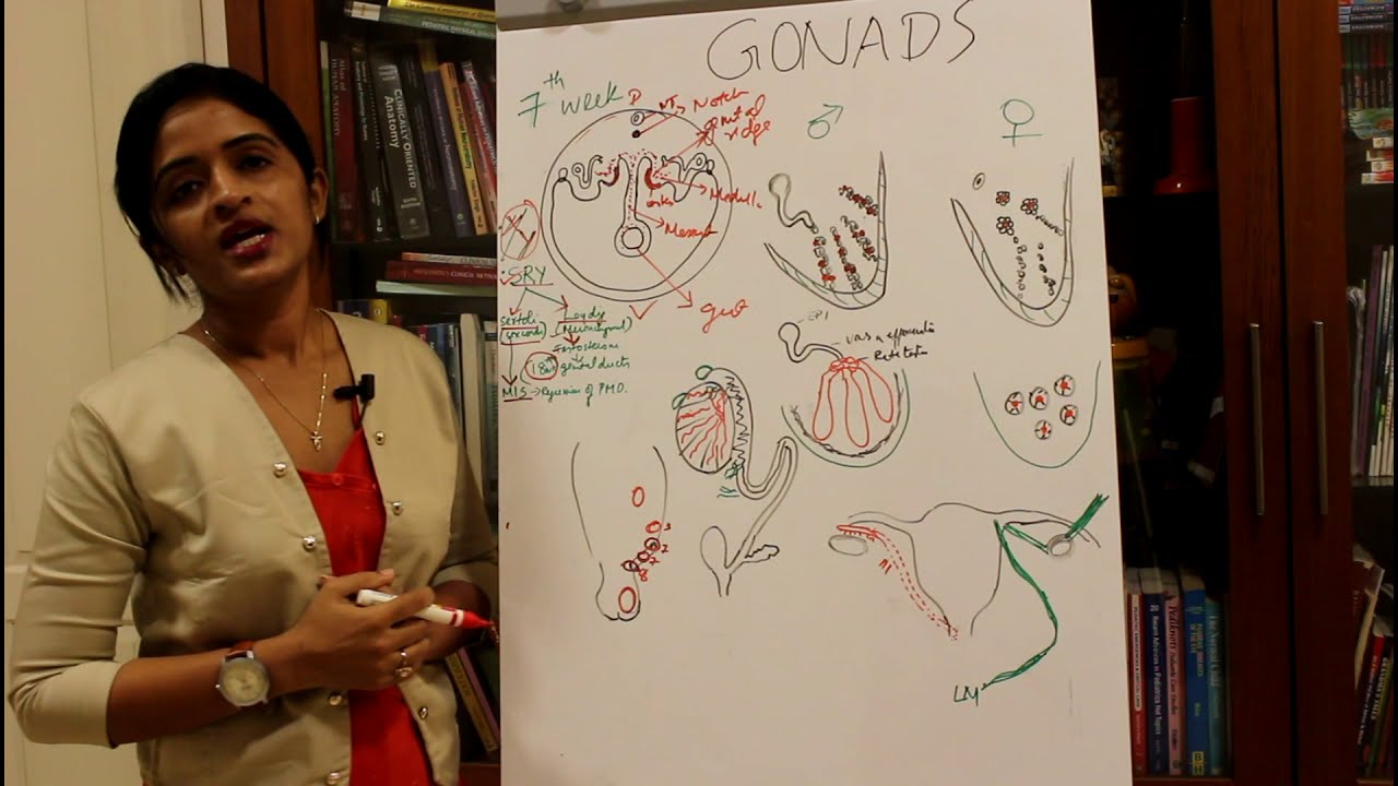 DEVELOPMENT OF THE GONADS-TESTIS AND OVARY-HUMAN EMBRYOLOGY -DR ROSE ...