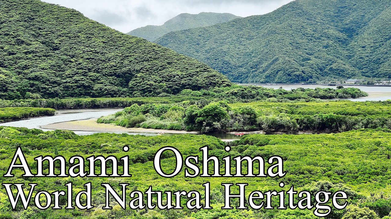 THE UNESCO World Natural Heritage Amami Oshima #amami #マングローブ #奄美大島 ...