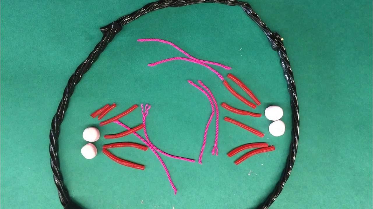 Stop-Motion Mitosis Project - YouTube