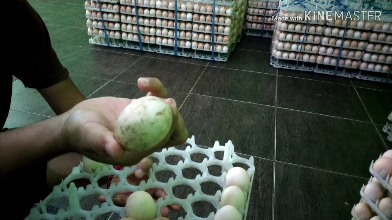 Cara Grading Telur Untuk Menghasilkan DOC Terbaik. - YouTube