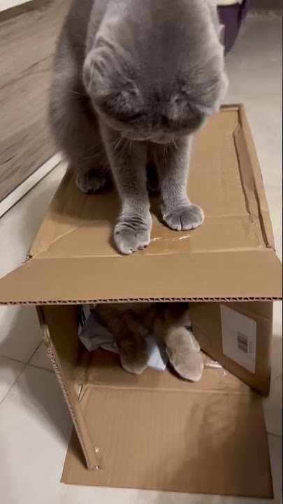 My Broken Cats | Funny Cats Video | Scottish Fold - YouTube