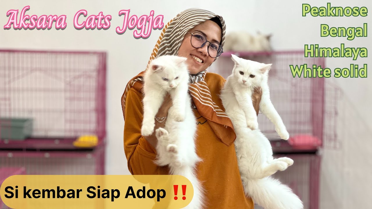 Tips Cats room efektif di tempat yang sempit || Ready lepas adopsi ...