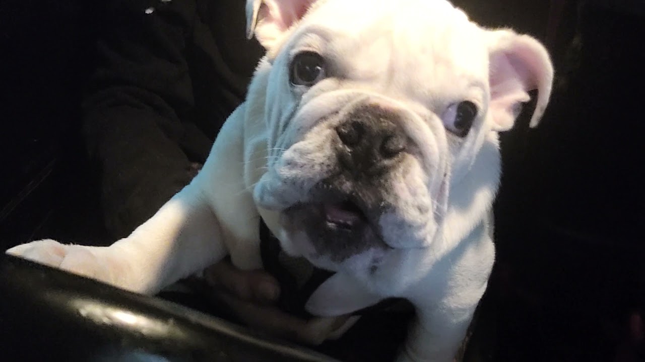 Bulldog Baby Bazooka at driving school - YouTube