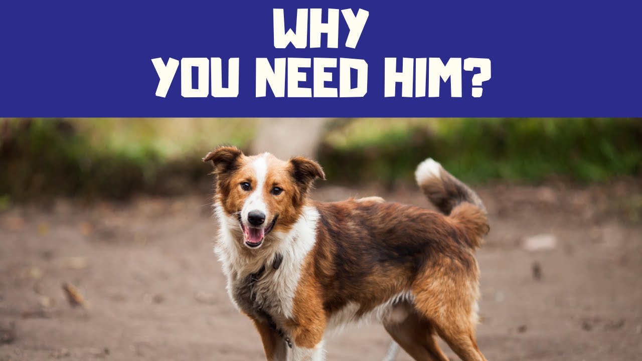 Benefits Of Having A Dog YouTube benefits-of-having-a-dog-youtube