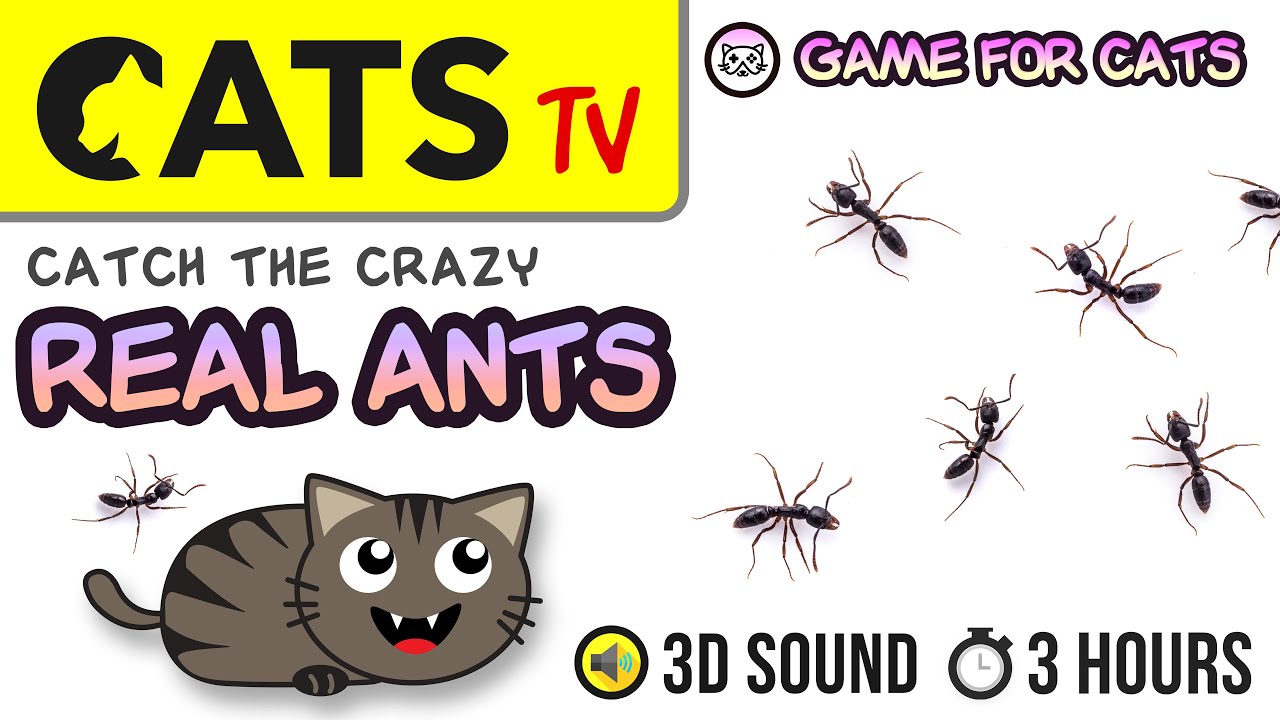 GAME FOR CATS - CRAZY Real ANTS 🐜 60FPS - 3 HOURS [CATS TV] - YouTube