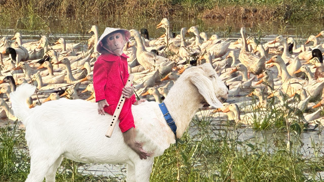 Wow Mimi the monkey herding ducks in the countryside is so innocent and ...