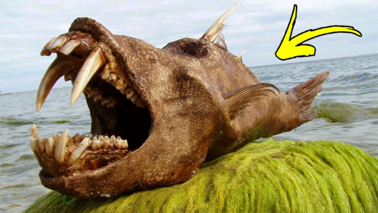 Top 10 Most Bizarre Creatures You've Never Seen Before - YouTube