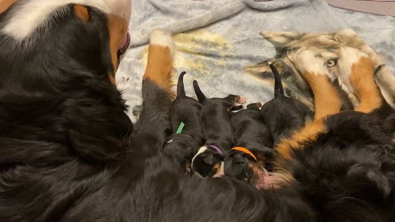 Dottie's Berner Babies Feeding - YouTube