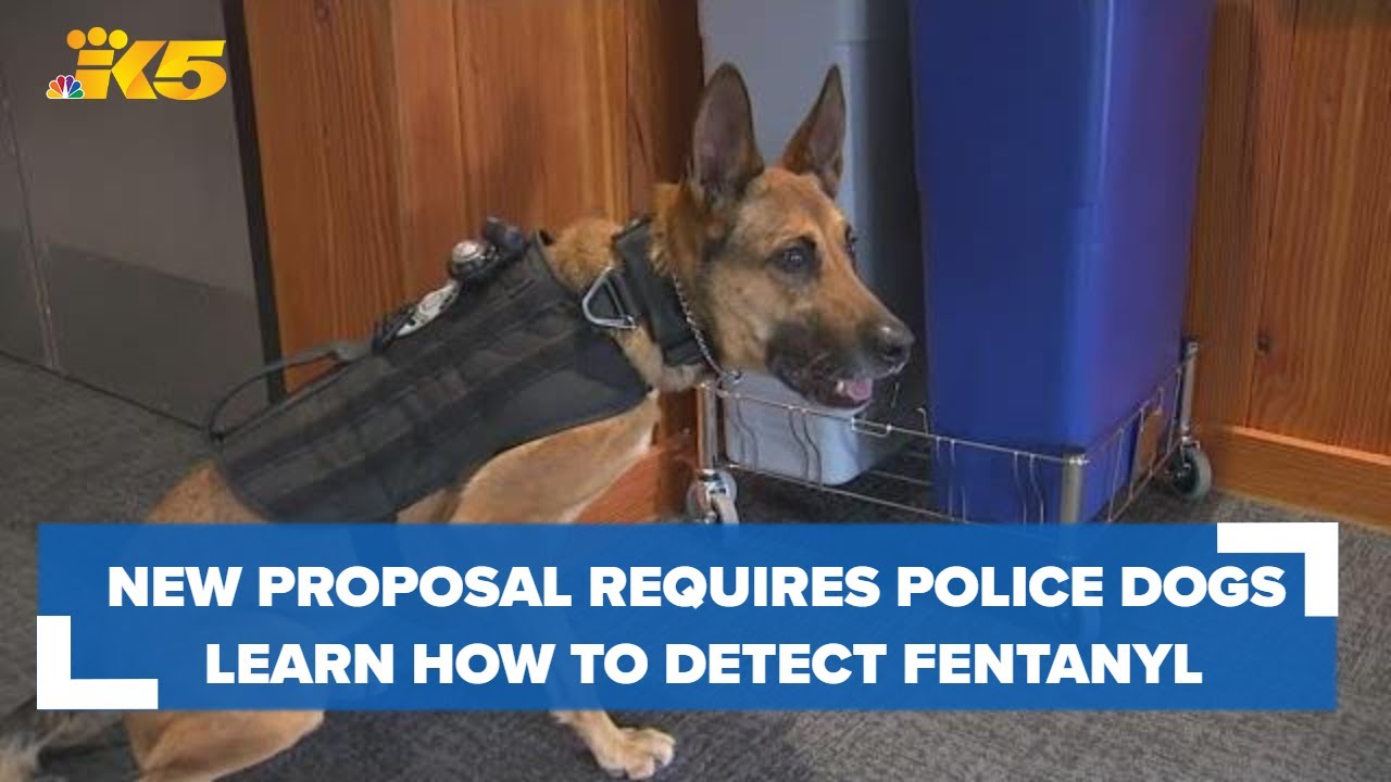 New proposal requires police dogs learn how to detect fentanyl - YouTube