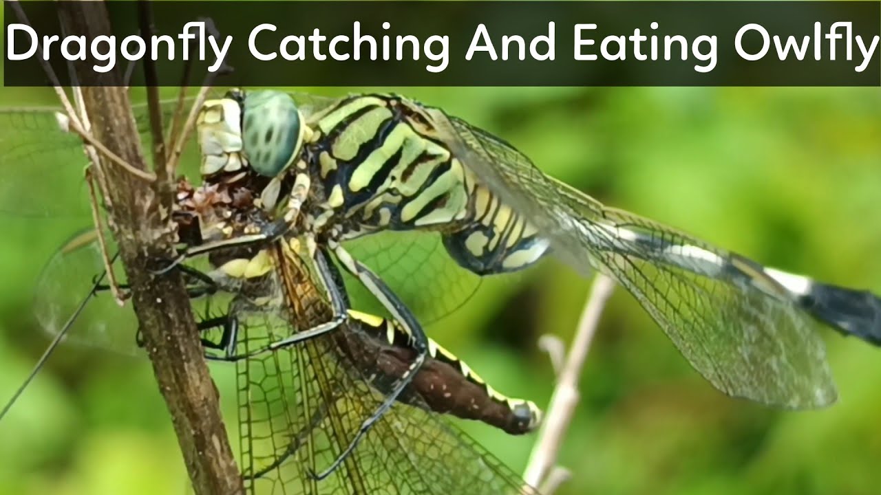 dragonfly catching and eating owlfly || dragonfly hunt owlfly || - YouTube