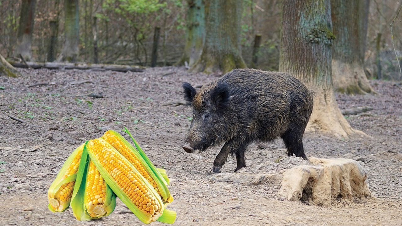 wild boars feeding - wild hogs feeding - Sus scrofa - Central European ...