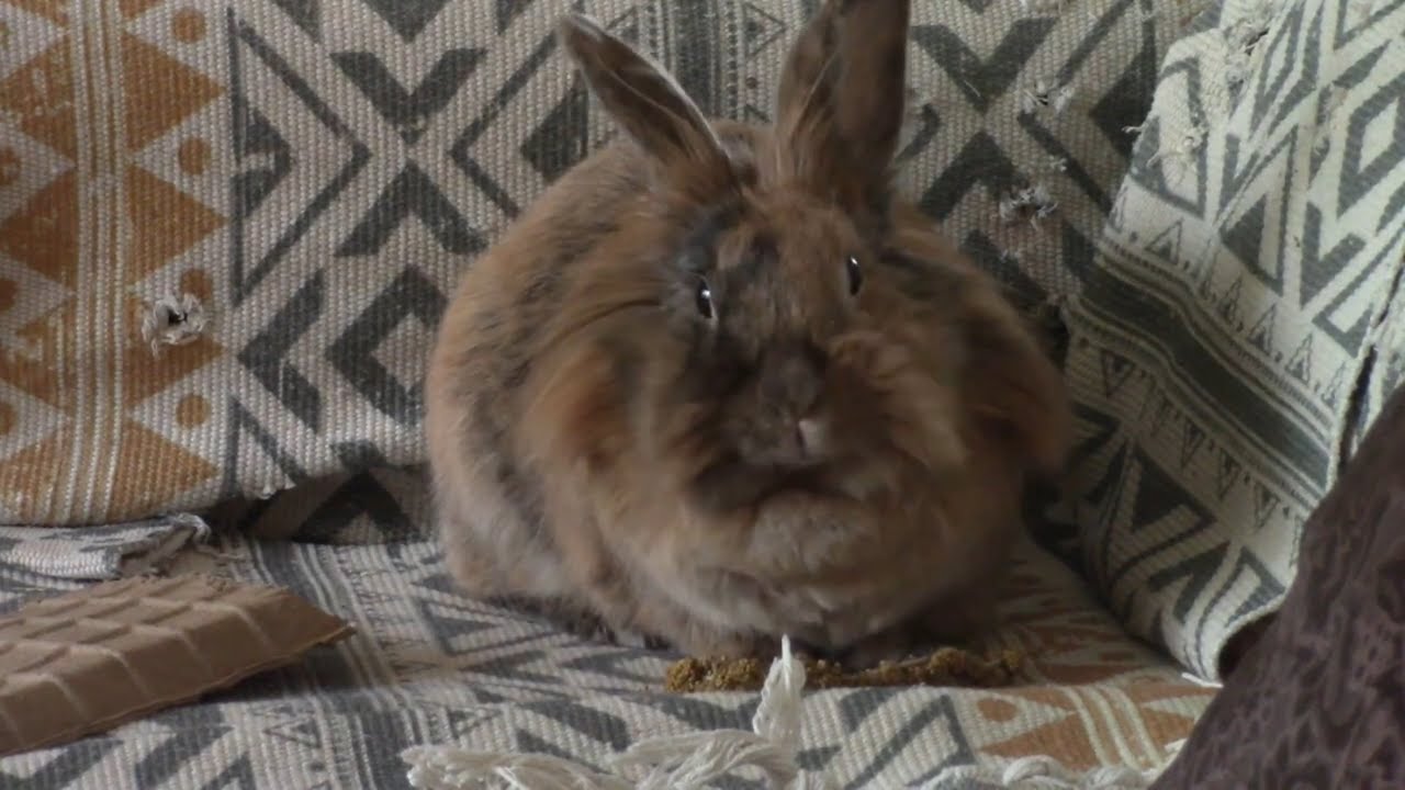 Signs And Reasons Your Rabbit Is Mad - YouTube