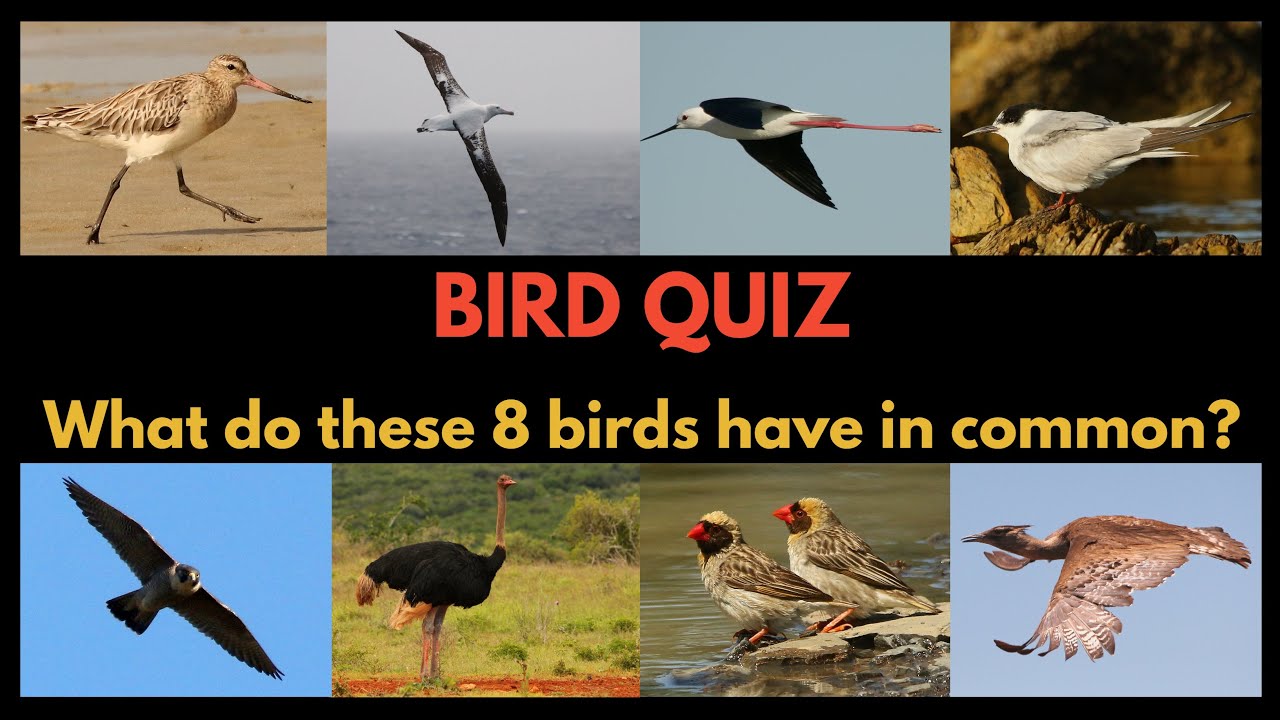 BIRD QUIZ - what do these 8 birds have in common? - YouTube