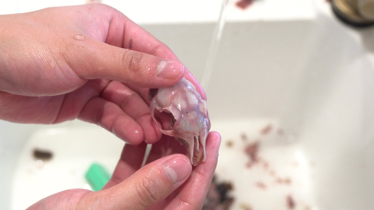 How to make a squirrel skull - YouTube