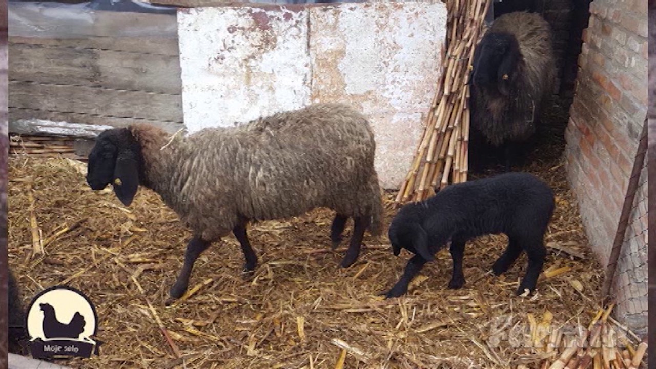 MOJE SELO: Ovce cigaje Miloša iz Ilandže – TV emisija Moje selo - YouTube