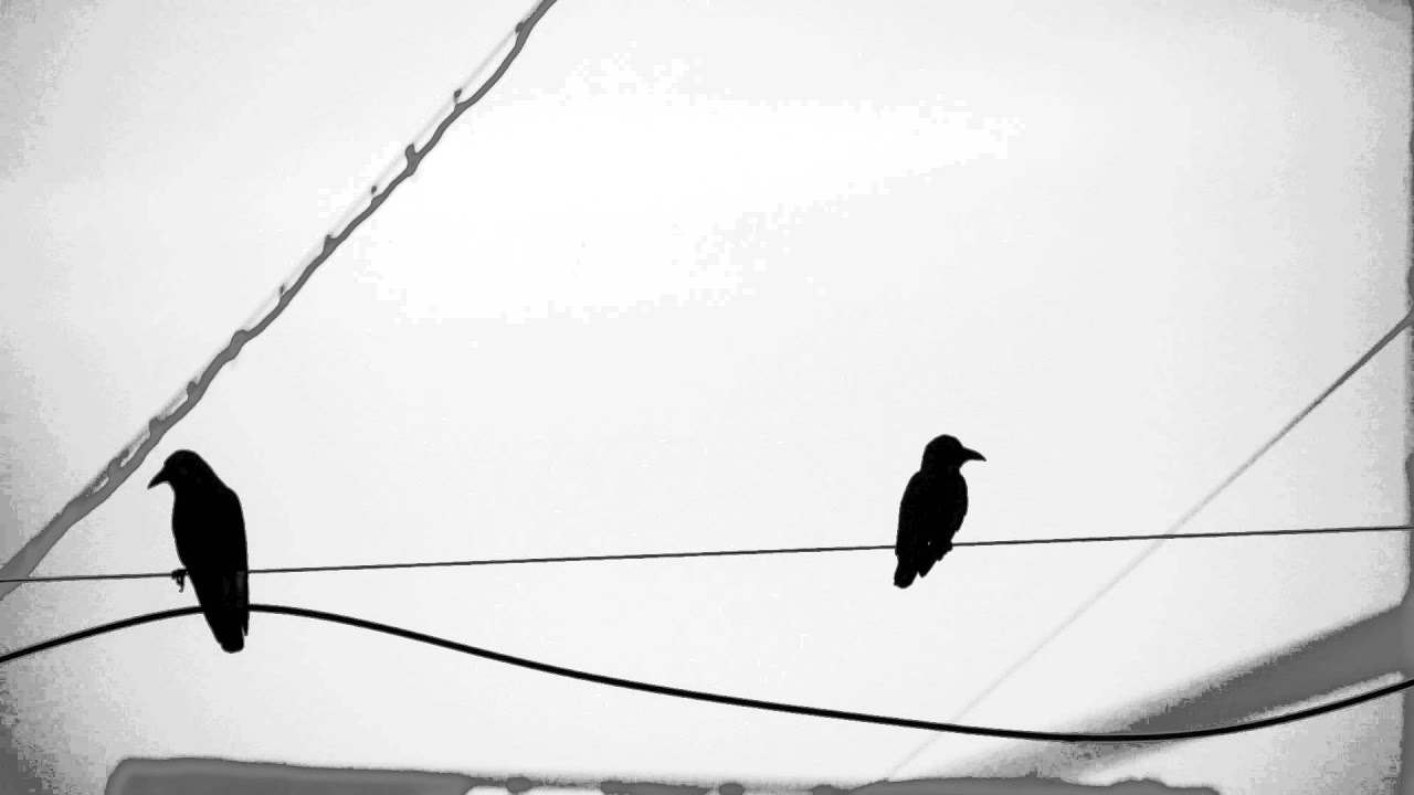 The bird dance - YouTube