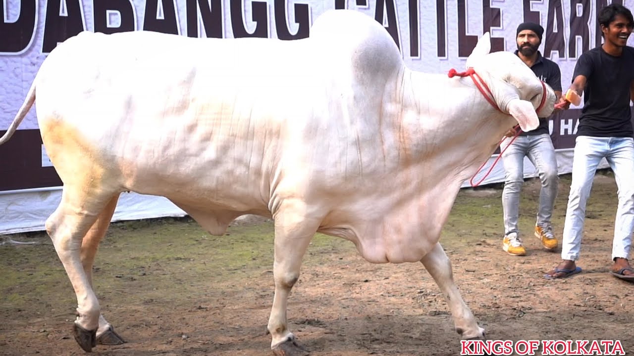 BEAUTIFUL SAHIWAL BACHI COW OF 2024 🔥 SARAH FROM DABANGG CATTLE FARM # ...