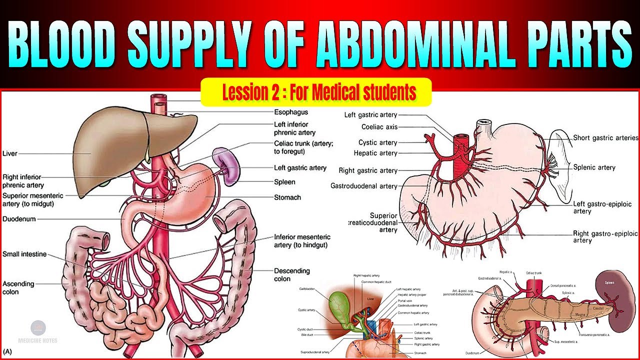 Blood Supply of Abdominal Parts | Circulatory System of Abdomen ...