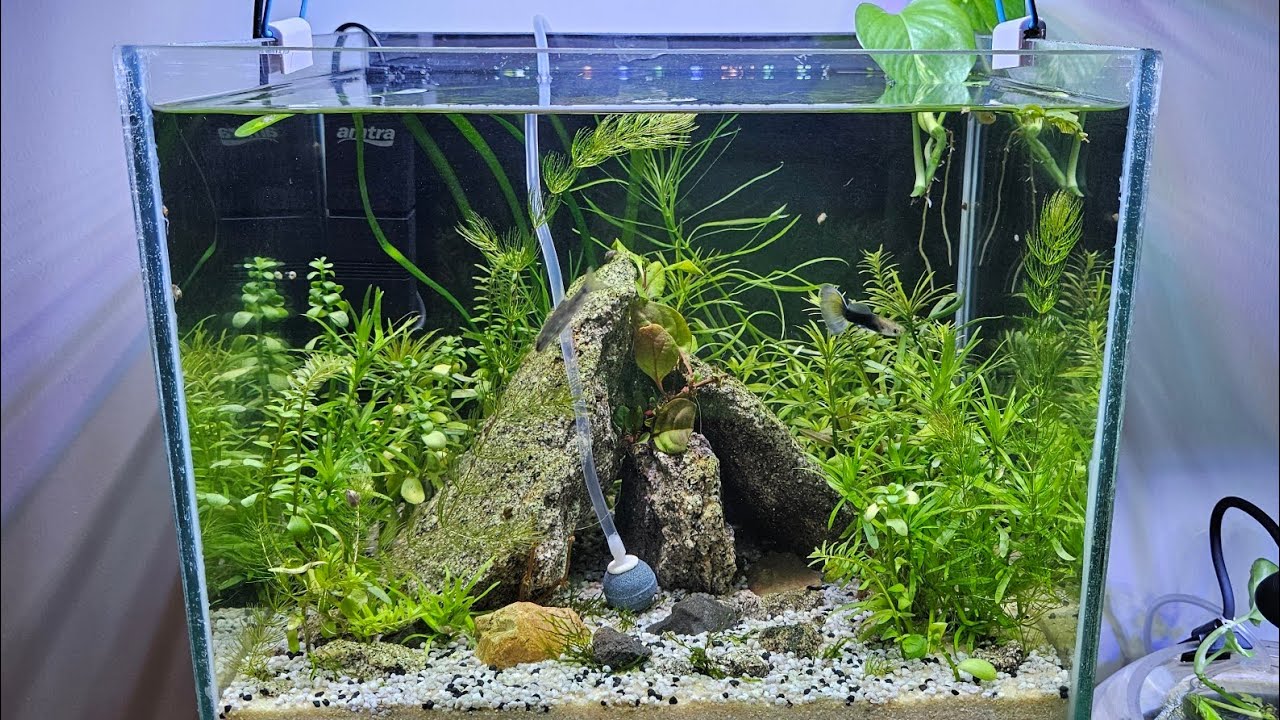 Building a Custom Aquarium from scratch ️ - YouTube