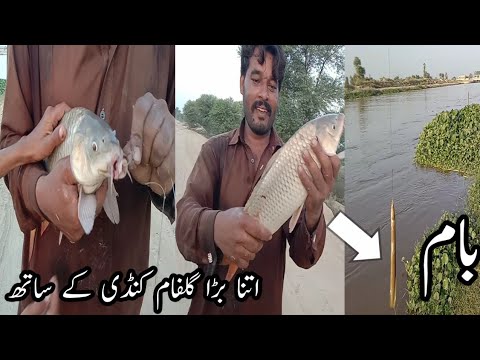 My fishing vlog gulfam fish Fish hunting vlog | Pak new vlog - YouTube