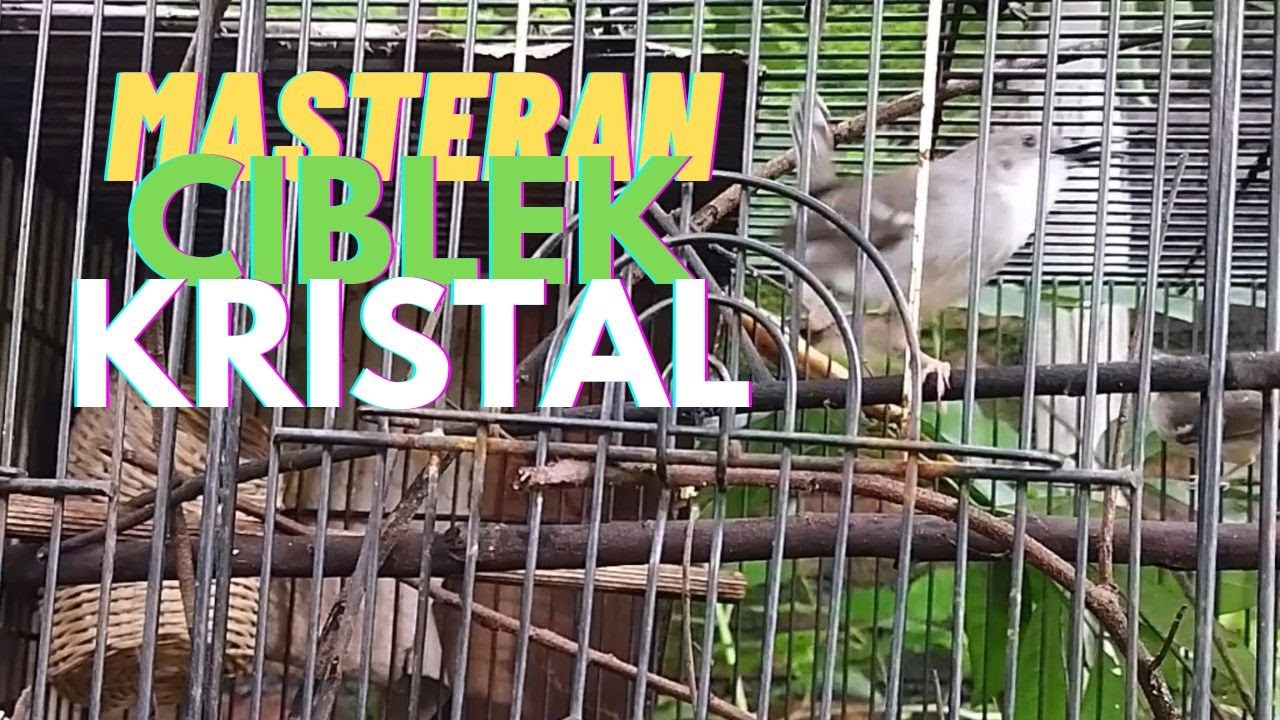 Masteran Ciblek Kristal Gacor Cocok Untuk Pancingan Ciblek Semi Dan ...