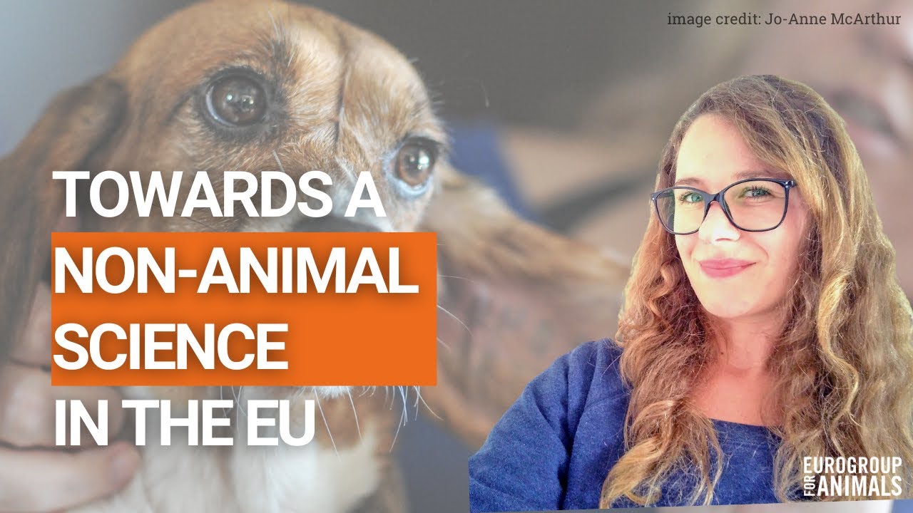 The use of animals in science in the EU explained - World Day for ...