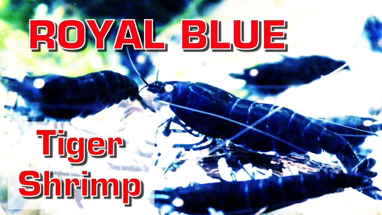 ROYAL BLUE TIGER SHRIMPS in 4K Ultra HD - ORANGE Eyes! - YouTube