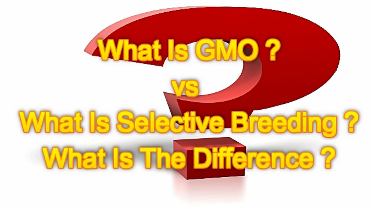 What Is GMO vs What Is Selective Breeding | What Is The Difference ...