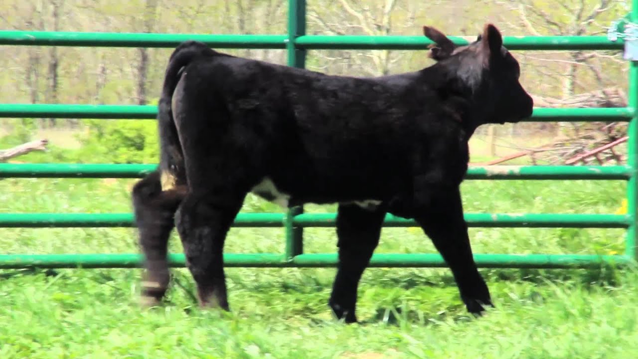 Tag 42 Bodacious Bull - YouTube