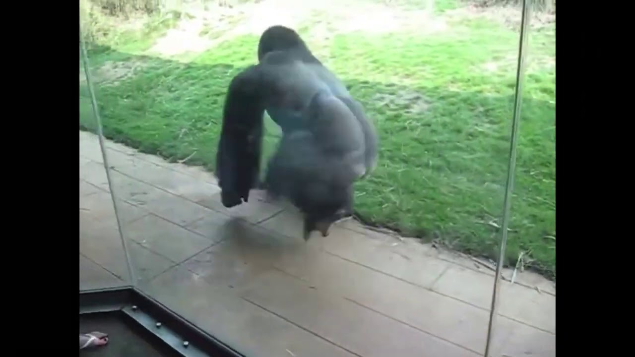 Weird monkey spinning at zoo - YouTube
