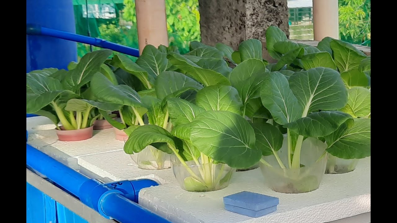 Aquaponics System basic with introduction to large scale (Aquaponics ...