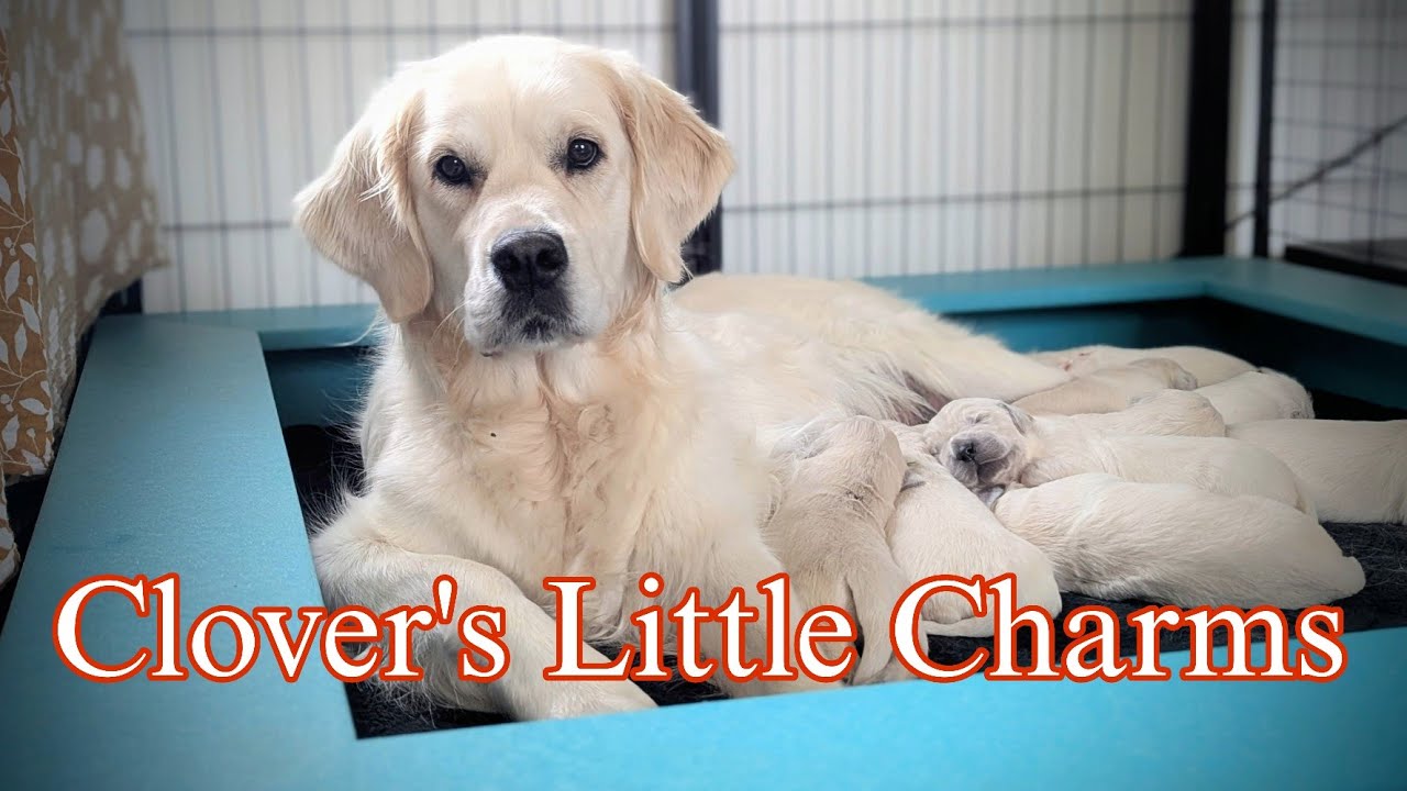 Introducing Clover's Little Charms Litter Of Golden Retriever Puppies ...