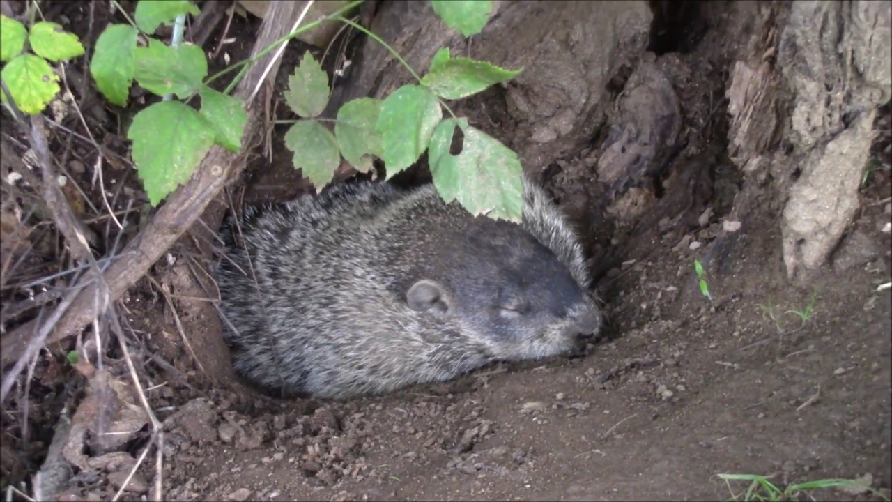 Groundhog Hunting August 2017 Southeast PA. - YouTube