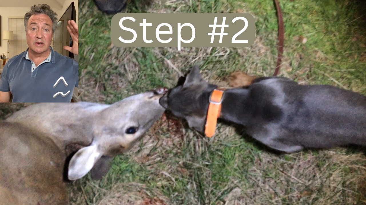 Tracking Dog Training, Step 2, Real Deer Tracks - YouTube