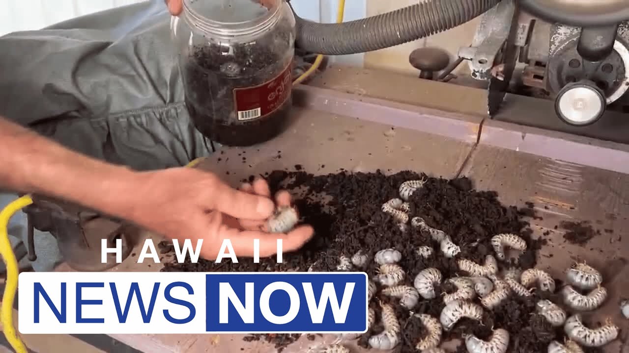 Dozens of CRB larvae discovered in garden soil sold at Oahu store - YouTube
