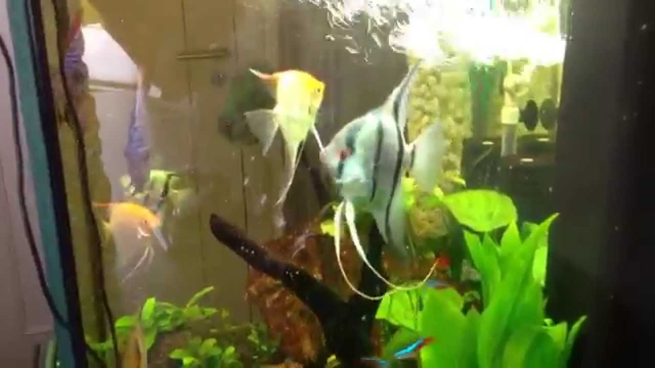 angelfish spawning part2 - YouTube