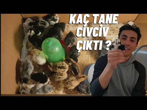 Kuluçka Makinesinden Civciv Çıkardık! Civcivlerin İlk Üç Günlük Bakımı