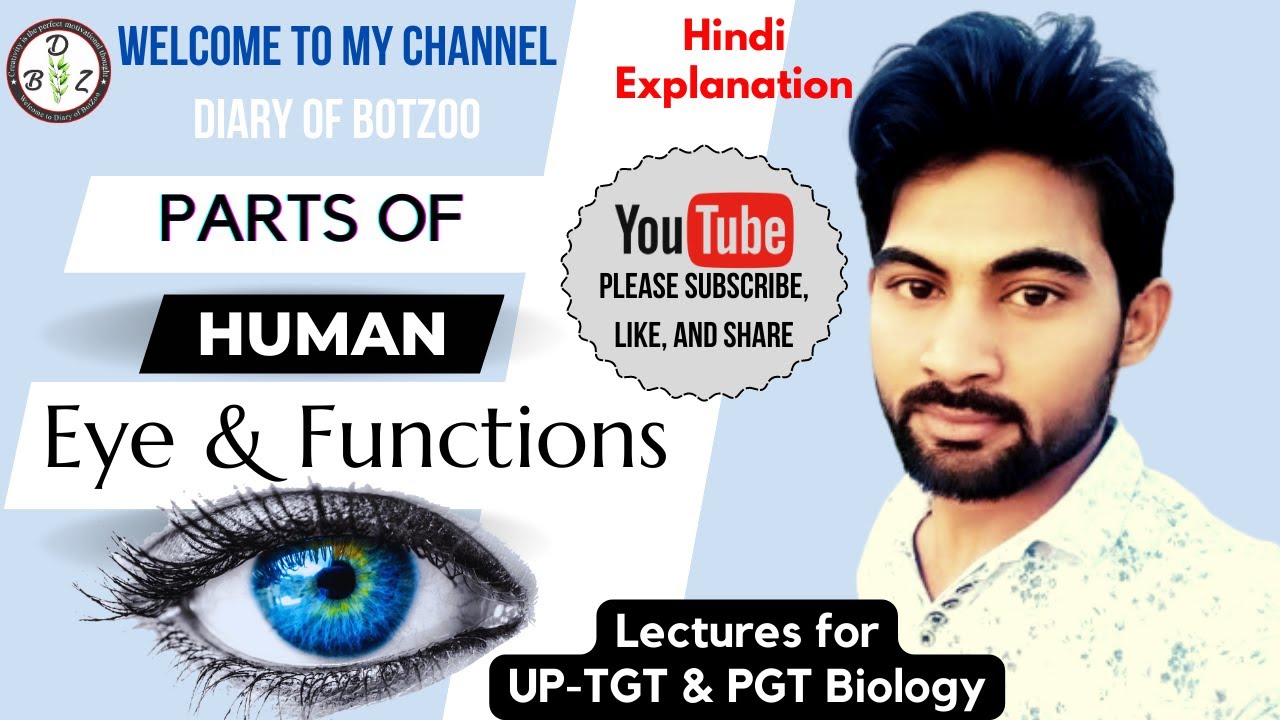 Human Eye Parts And Functions Class 10 Diary Of BotZooo YouTube Human Eye Parts And Functions Class 10 Diary Of BotZooo YouTube