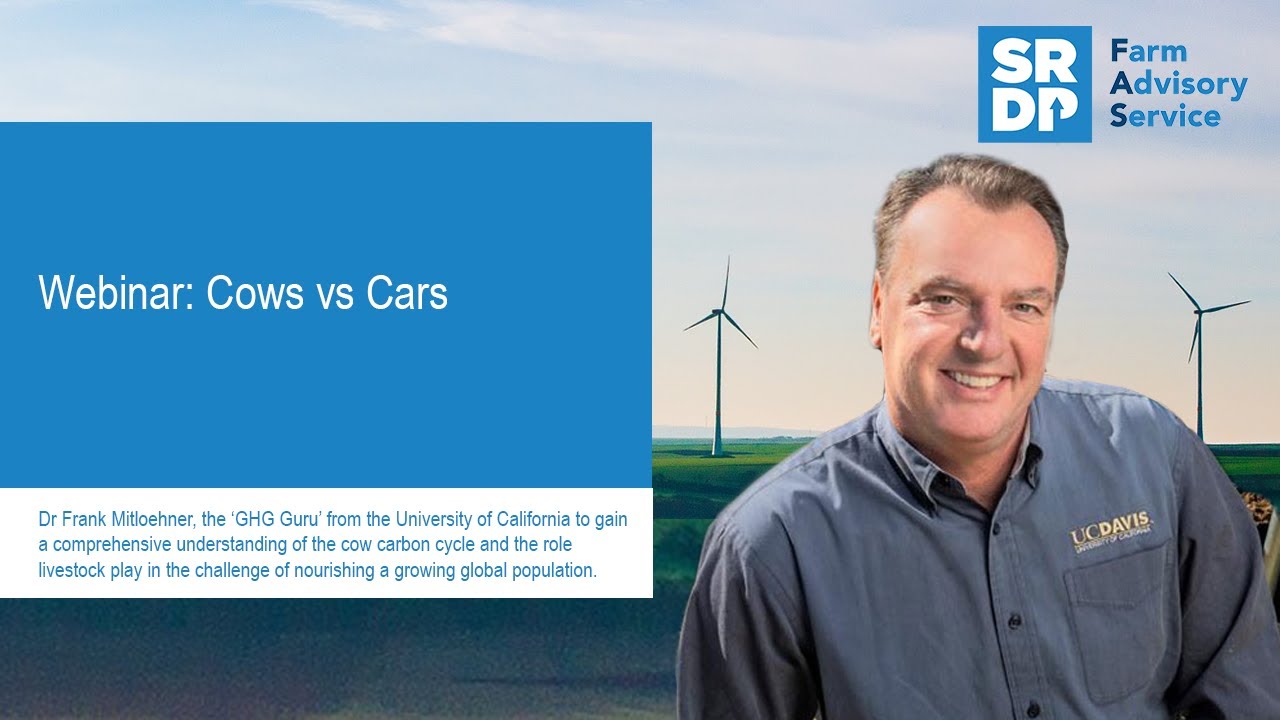 Cows vs Cars - YouTube