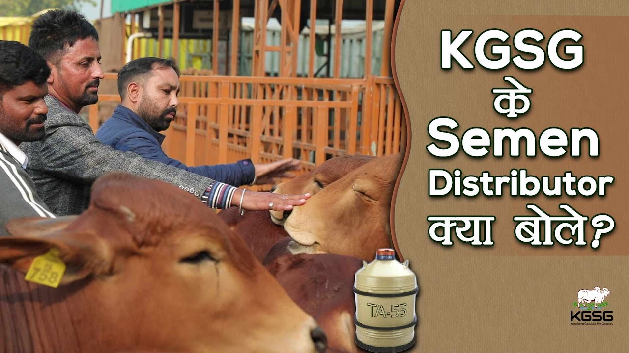 गंगानगर में साहीवाल गायों का विस्तार करते KGSG के सीमेन ...