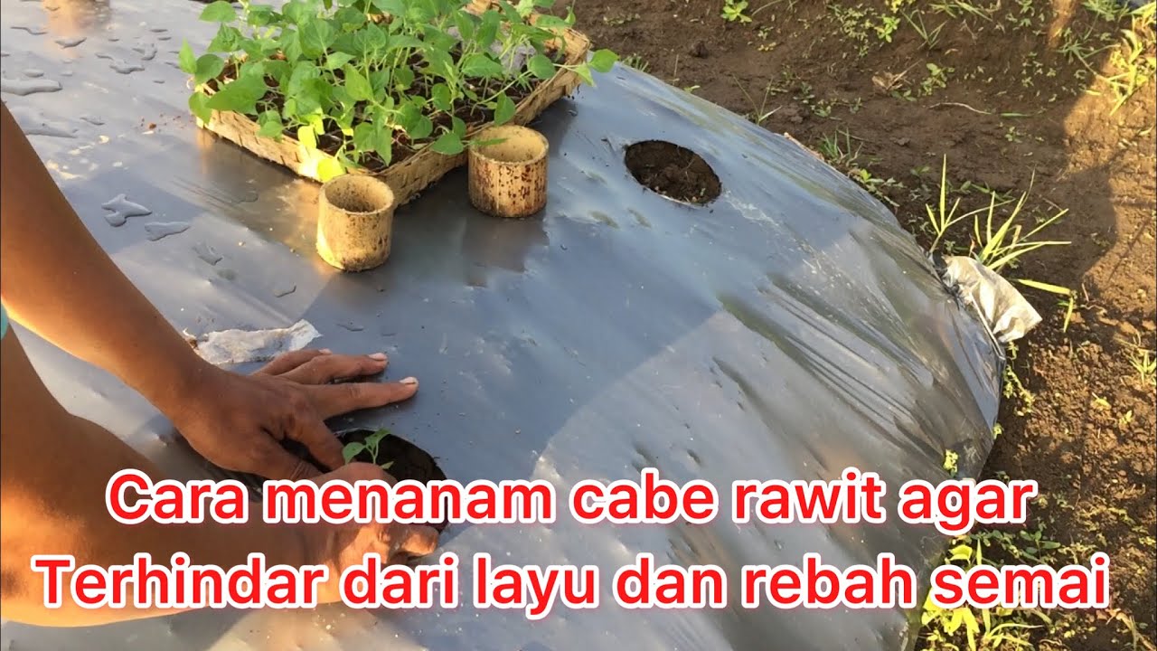 Cara menanam cabe rawit agar tidak layu dan rebah semai setelah pindah ...