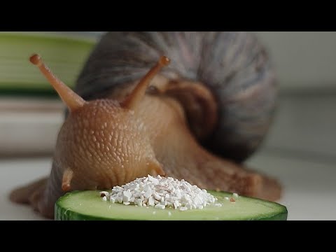 Charming Snail with Juicy Cucumber - YouTube