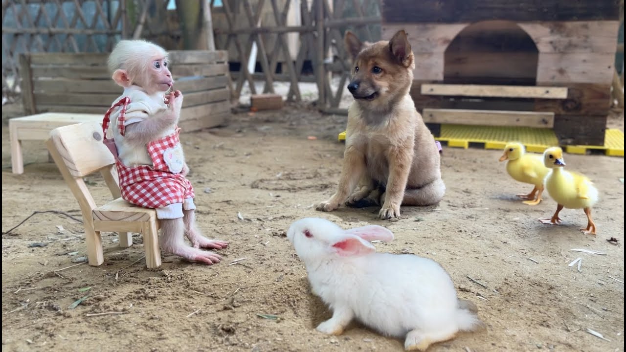 So funny! When Zika wants to be the one to protect the baby rabbit from ...