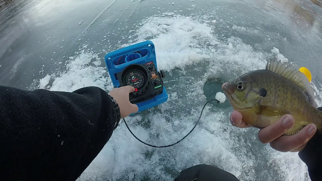 HUGE BLUEGILL!!! Ice Fishing Central Wisconsin - YouTube