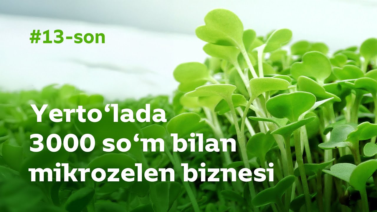 "YERTO'LADA 3000 so'm bilan BIZNES boshlash mumkin" #14 Mening Tomorqam ...