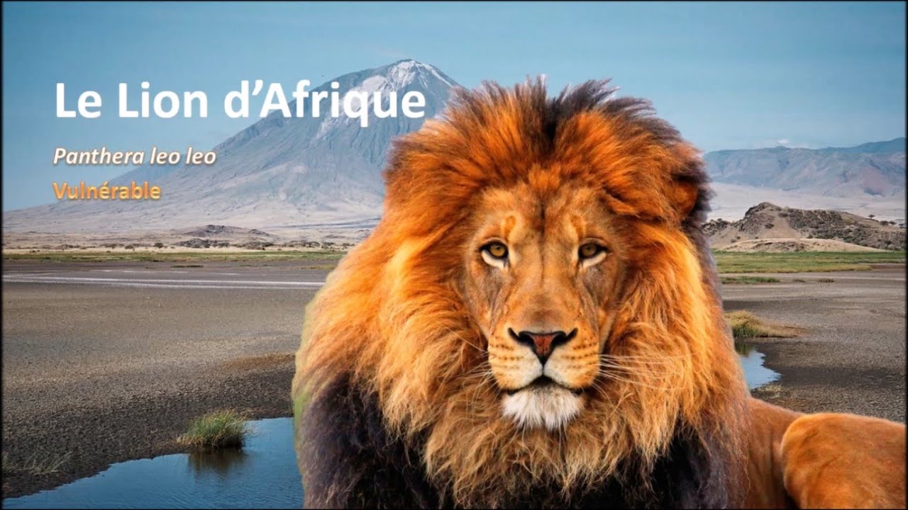 Le lion d'Afrique - YouTube
