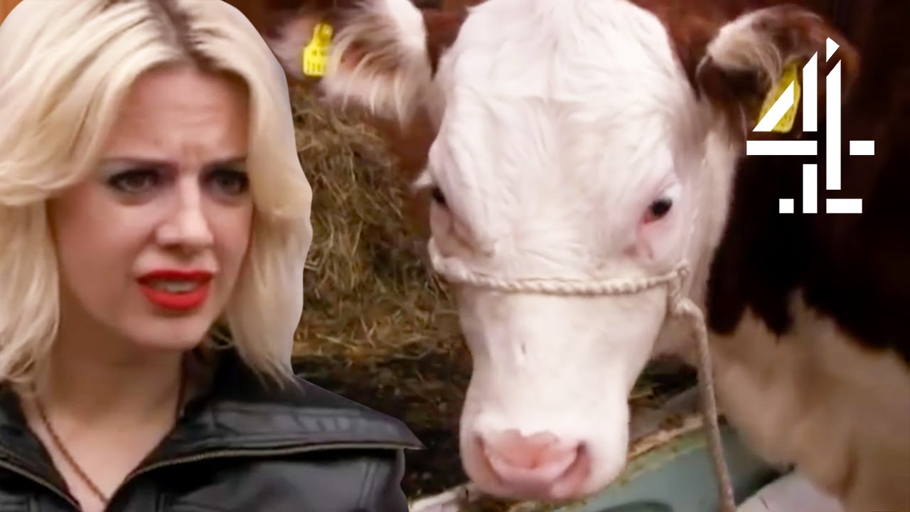 Alan The Cow | Shameless - YouTube